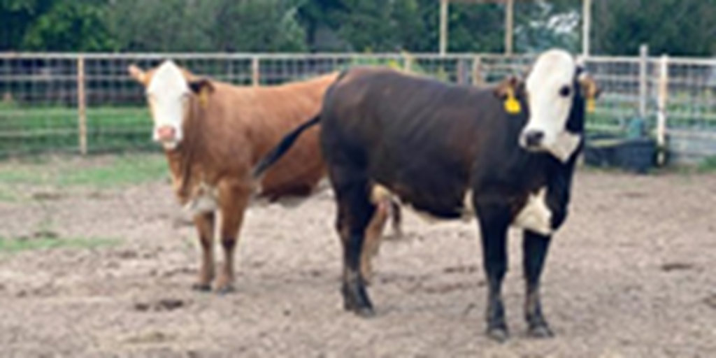 Listings Cattle Range