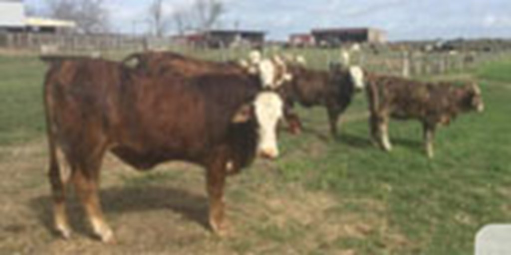 24 And Under Cattle Range