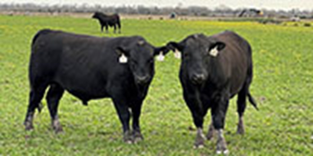 Listings Cattle Range
