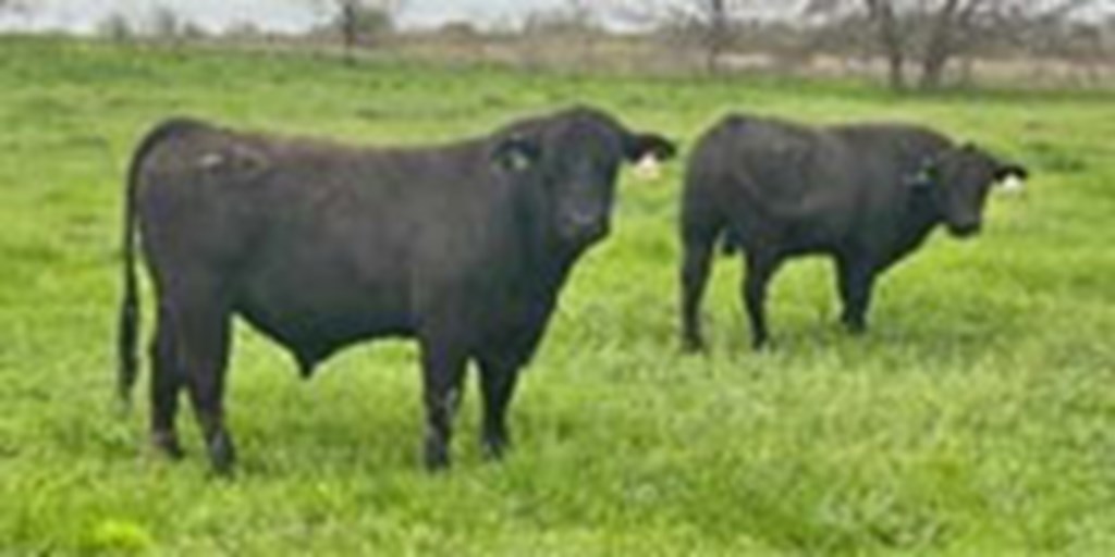 24 And Under Cattle Range