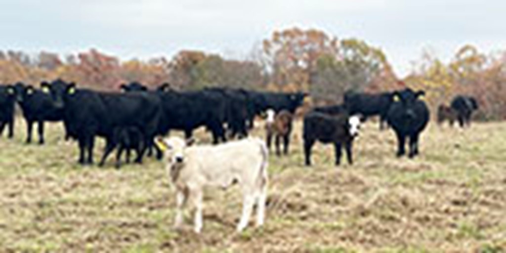 25 And Up Cattle Range