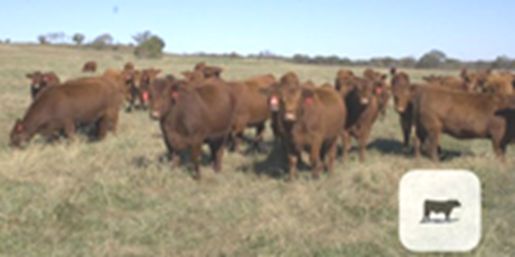 Listings Cattle Range