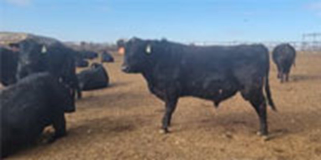 Listings Cattle Range