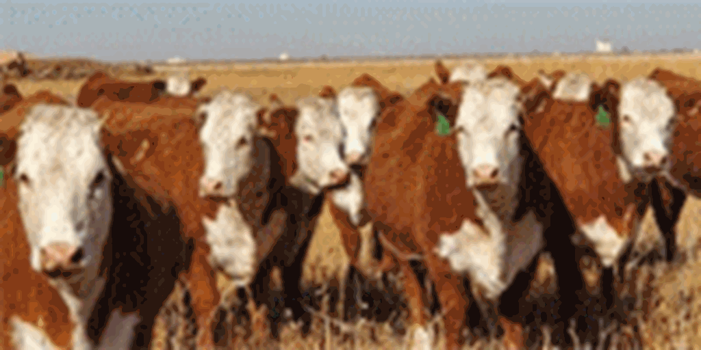 Listings Cattle Range