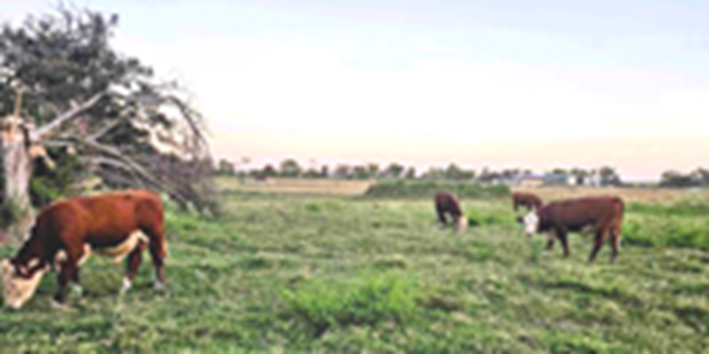 Listings Cattle Range