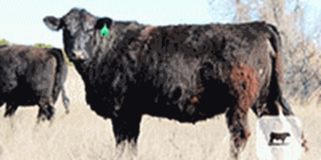 25 And Up Cattle Range