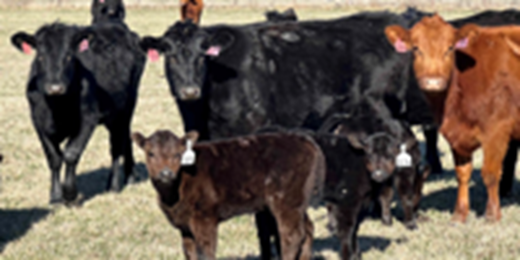 24 And Under Cattle Range