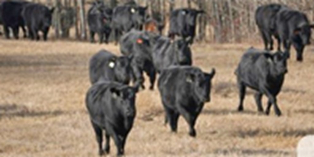 25 And Up Cattle Range