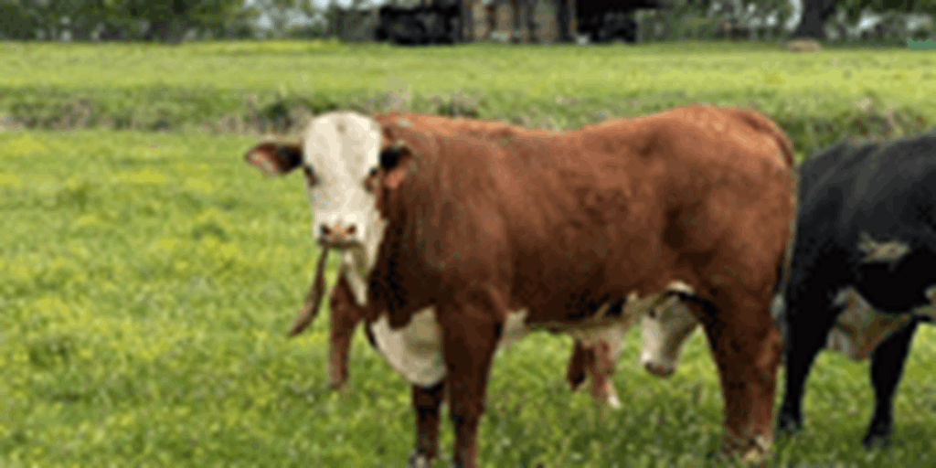 Listings Cattle Range