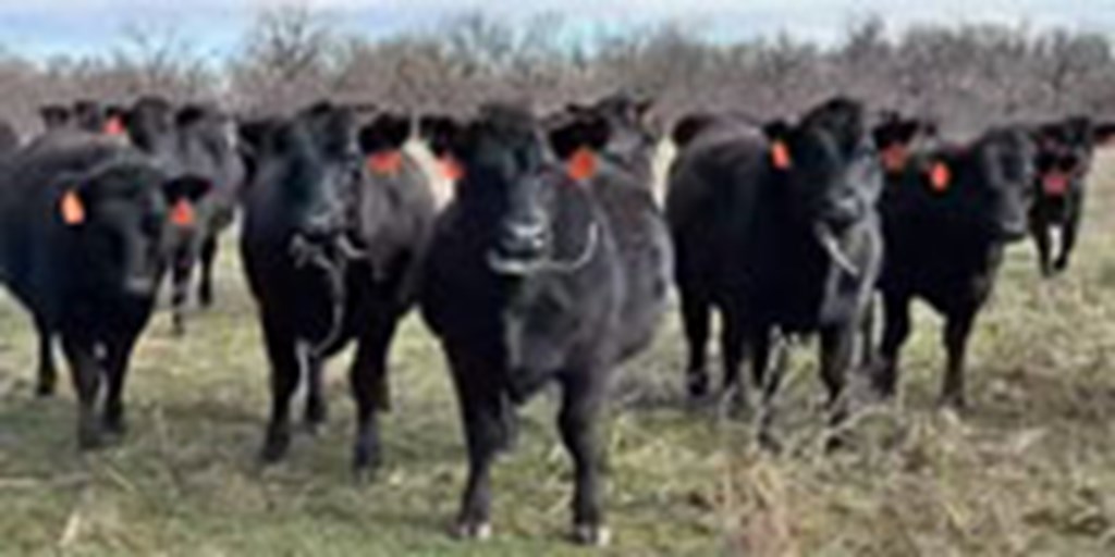 Listings Cattle Range