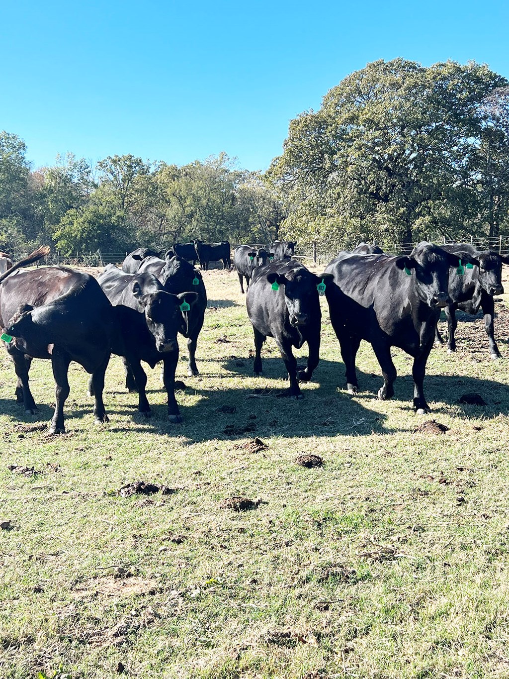 20 Angus & Angus Cross Cows... Northeast TX Cattle Range