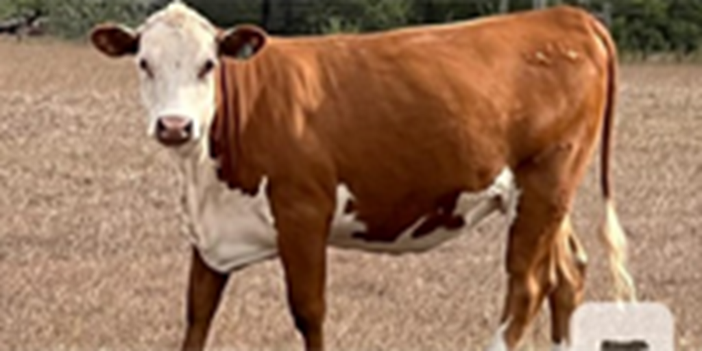 24 And Under Cattle Range