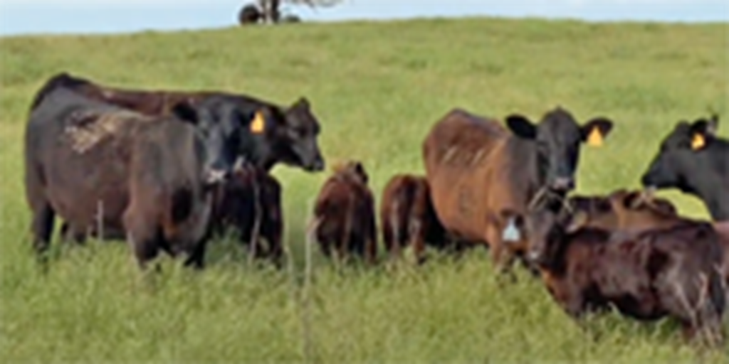 Listings Cattle Range