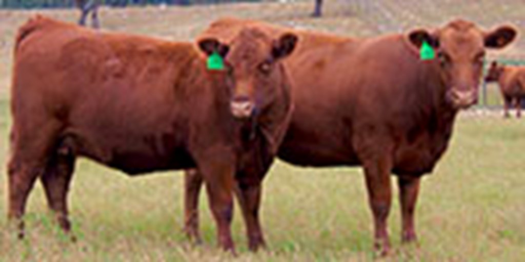 Listings Cattle Range