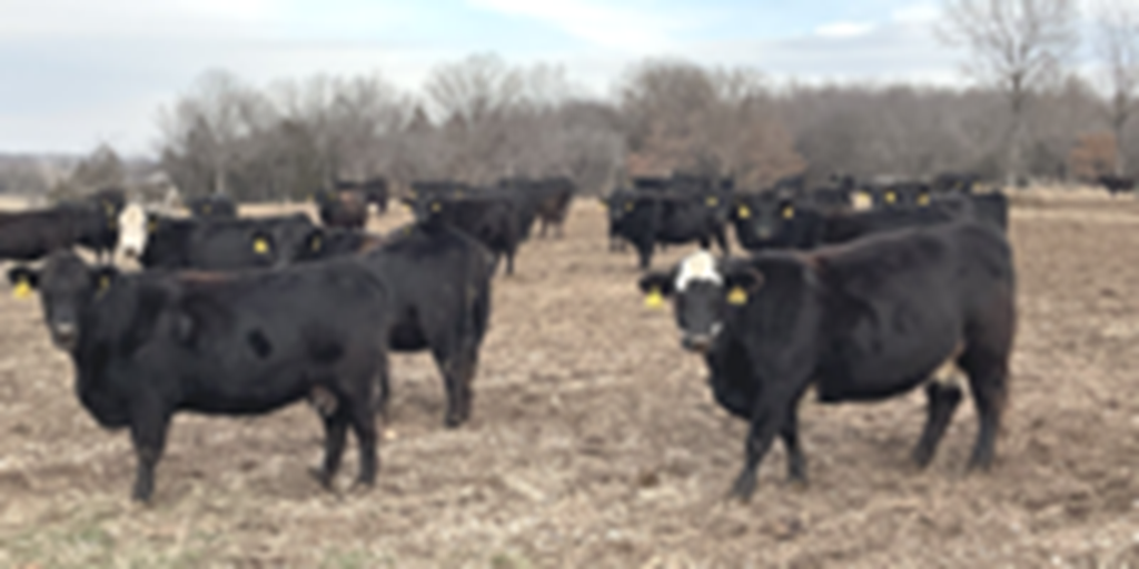 Listings Cattle Range