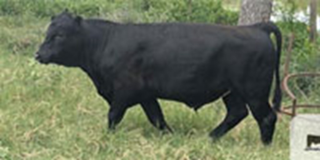Listings Cattle Range