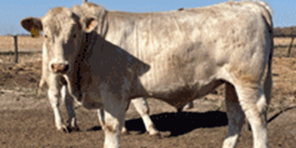 Listings Cattle Range