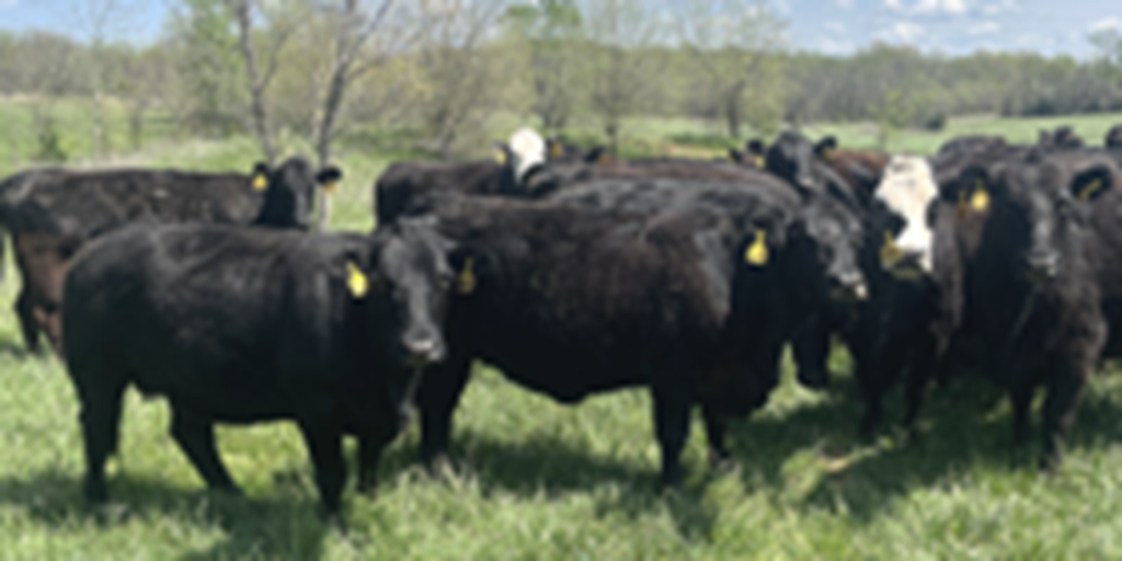 Listings Cattle Range