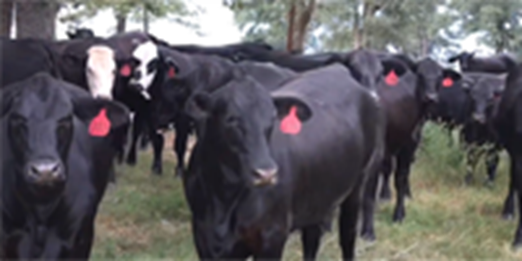 Listings Cattle Range