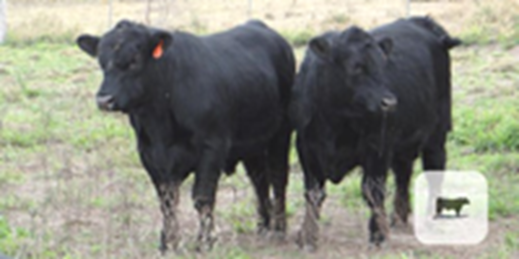 Listings Cattle Range