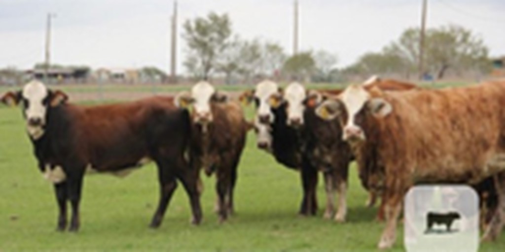 Listings Cattle Range