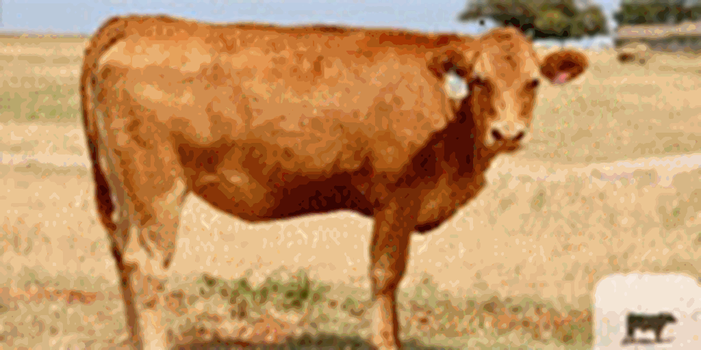 25 And Up Cattle Range