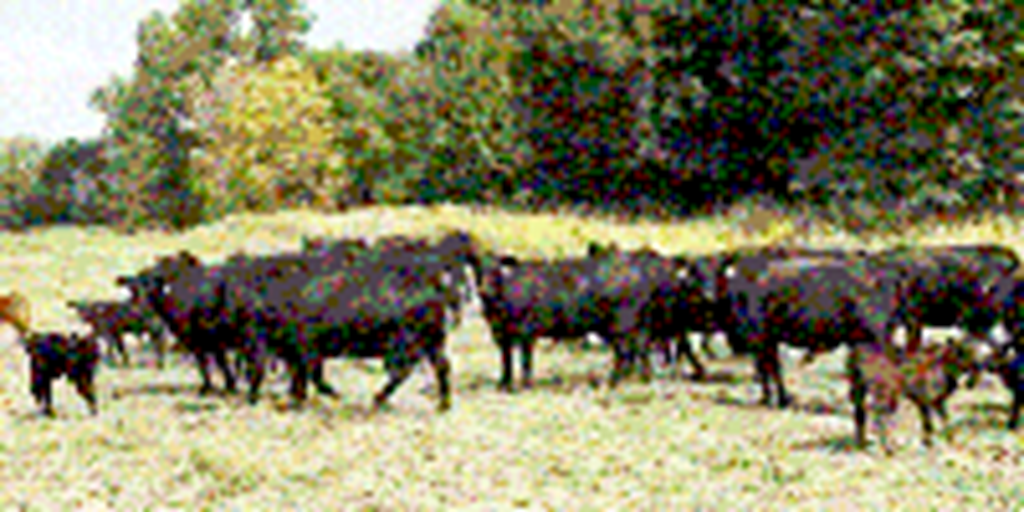 Listings Cattle Range