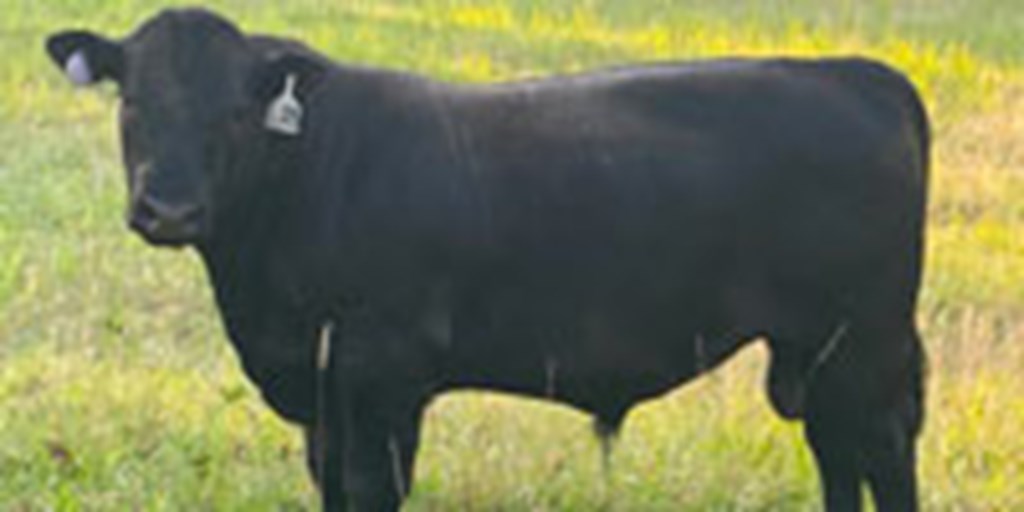 24 And Under Cattle Range