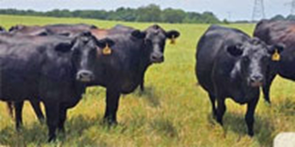 Listings Cattle Range