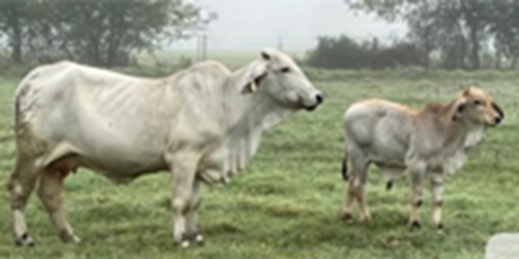 Listings Cattle Range