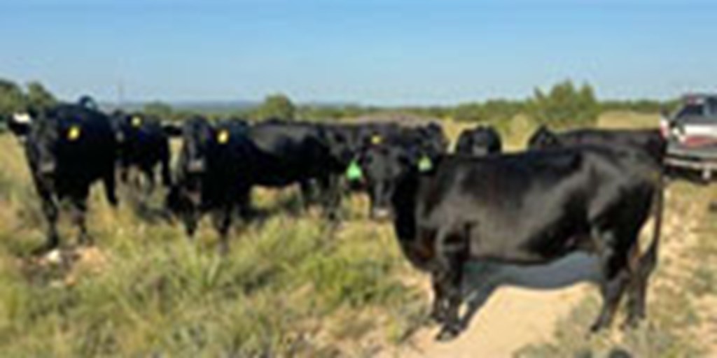 Listings Cattle Range