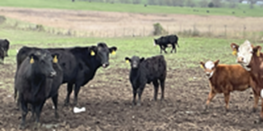 24 And Under Cattle Range