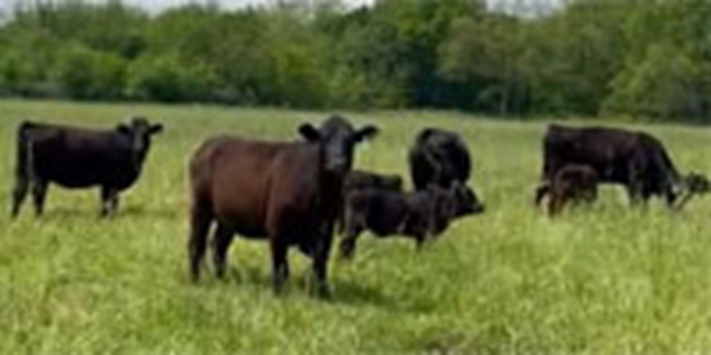 Listings Cattle Range