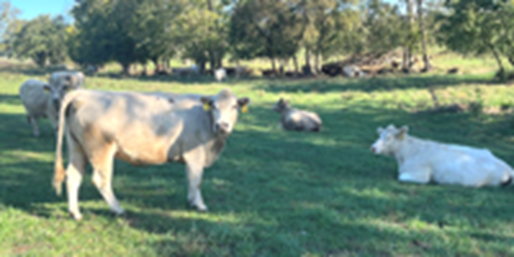 Listings Cattle Range