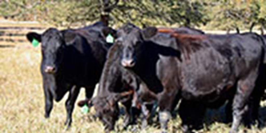 Listings Cattle Range
