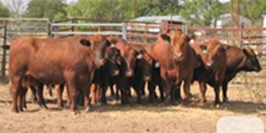 24 And Under Cattle Range