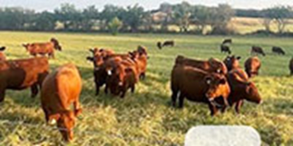 25 And Up Cattle Range