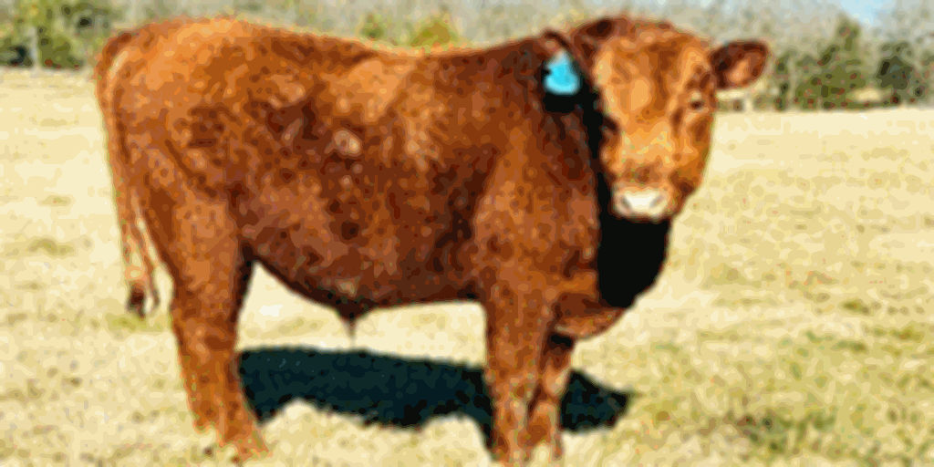 Listings Cattle Range