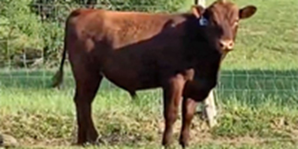 Listings Cattle Range