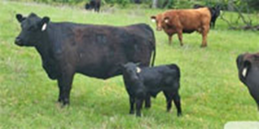 Listings Cattle Range