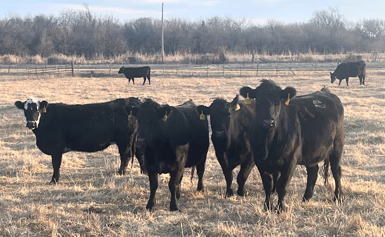 USDA Beef/Cattle Outlook: February 2022 Cattle Range
