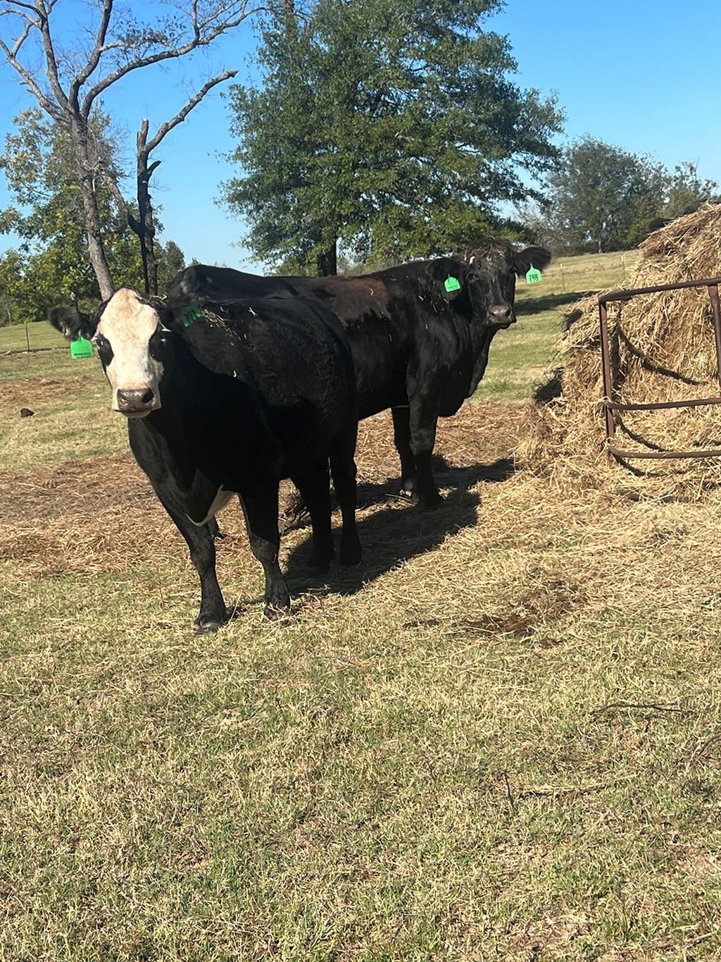 45 Angus & Angus Cross Cows... Northeast TX Cattle Range