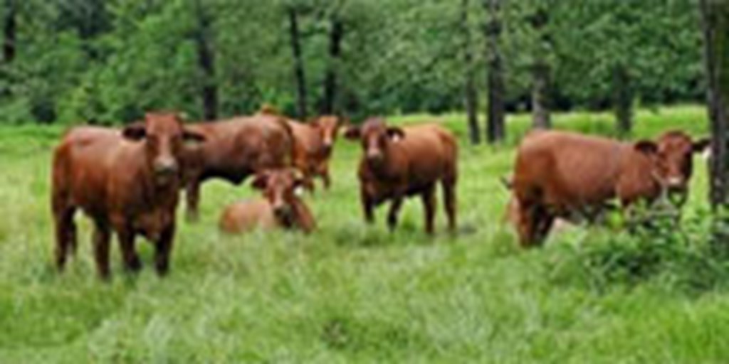 Listings Cattle Range