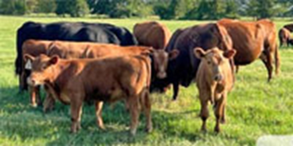 Listings Cattle Range
