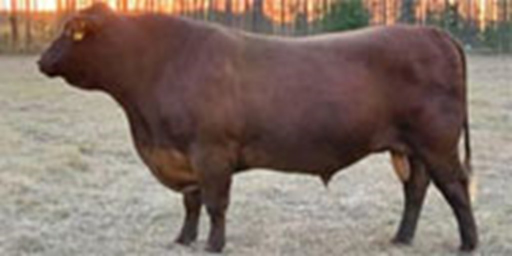 24 And Under Cattle Range