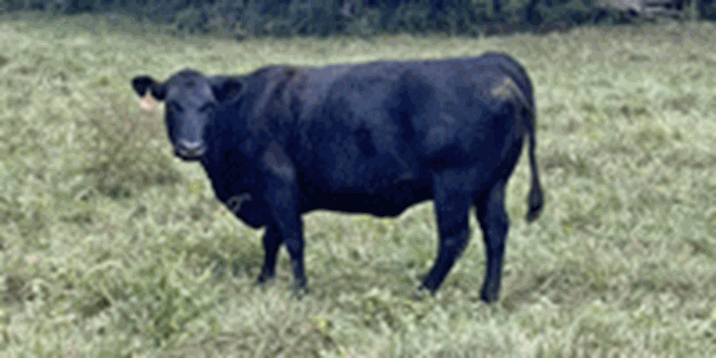Listings Cattle Range
