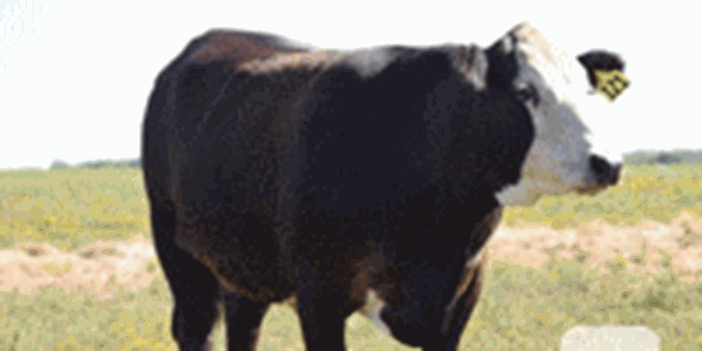 25 And Up Cattle Range