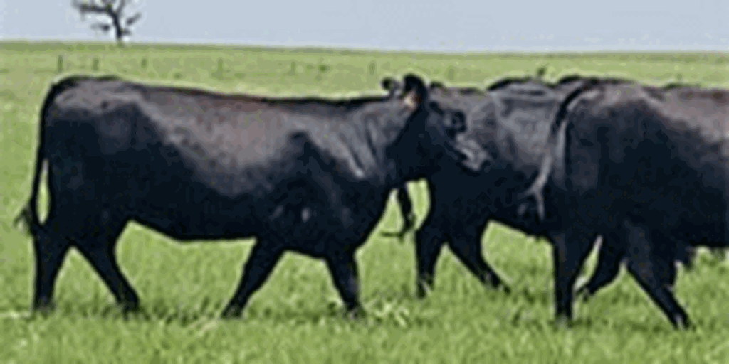 Listings Cattle Range