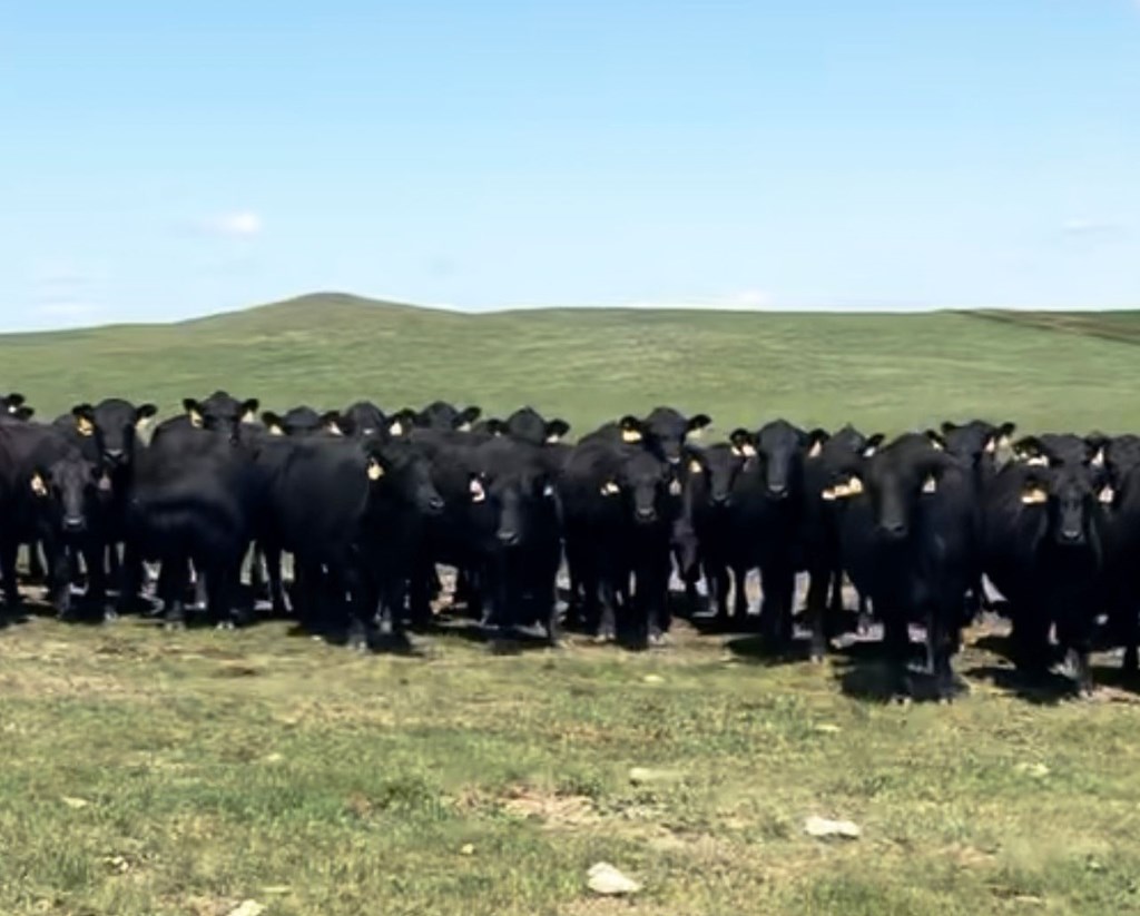 1,600 Angus & Angus Cross Cows... S. Central IA Cattle Range