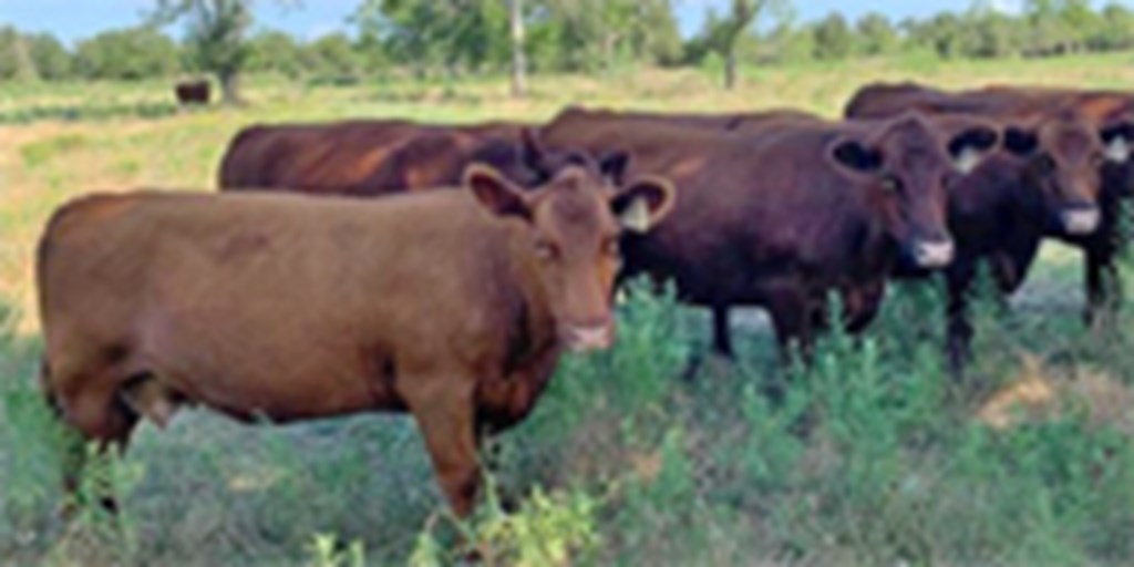 Listings Cattle Range